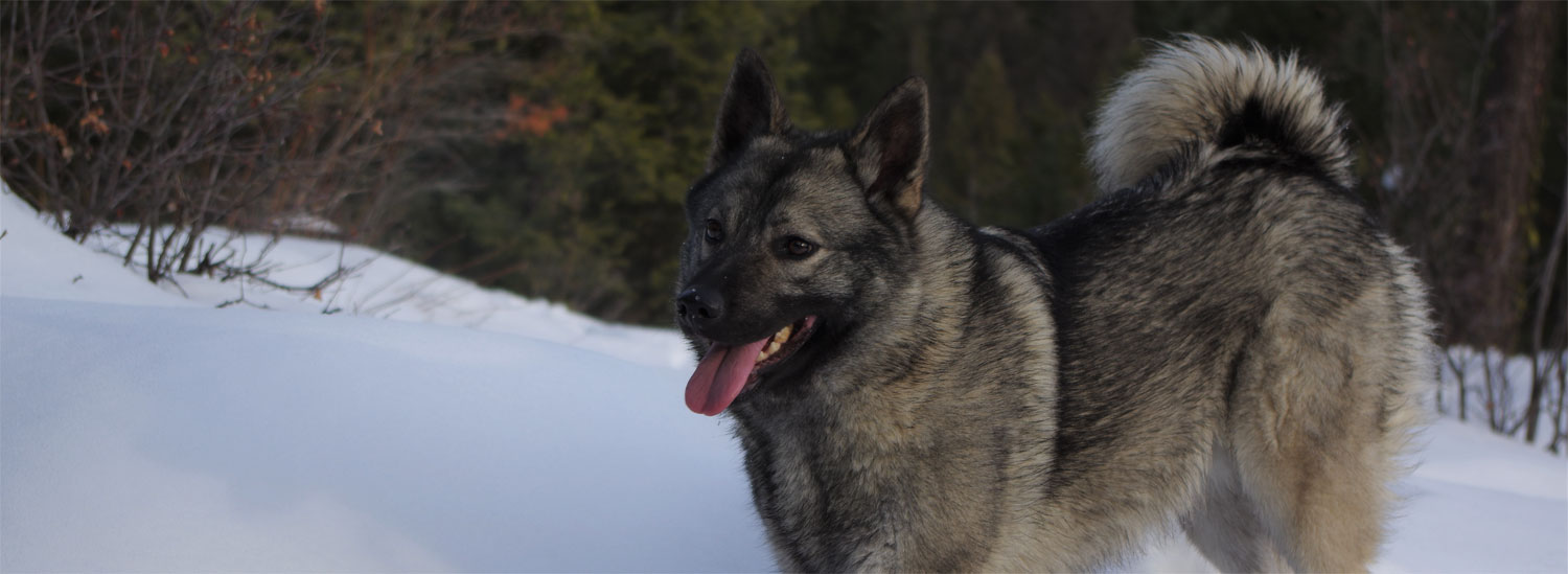 Norwegian and Swedish Elkhound Puppies