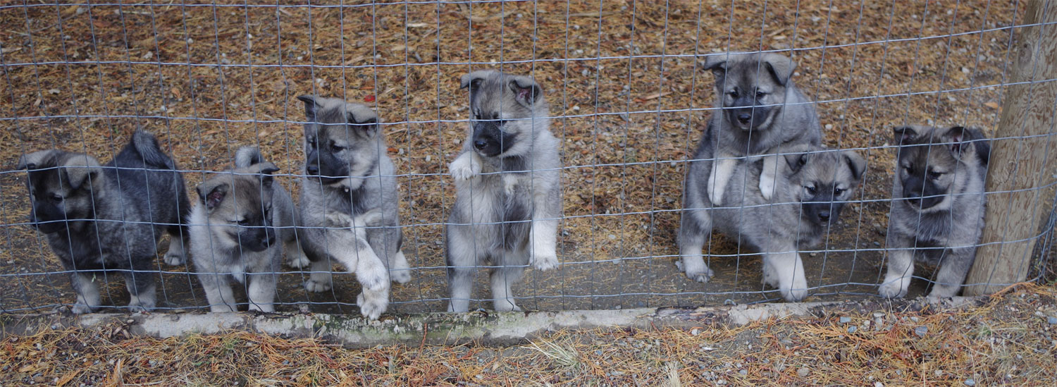 Norwegian and Swedish Elkhound Puppies