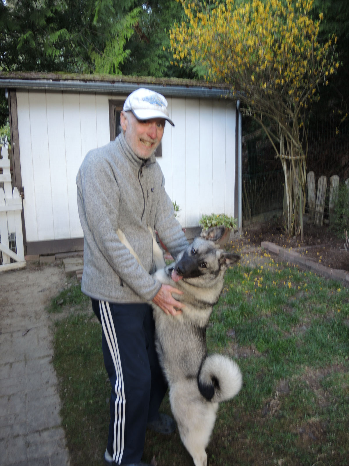 Willow - Female Norwegian Elkhound - Kamia Kennels
